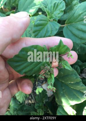 scarlet spiderling (Boerhavia coccinea) Plantae Stock Photo - Alamy