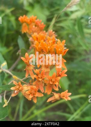 Eastern Butterflyweed (Asclepias tuberosa tuberosa) Plantae Stock Photo ...