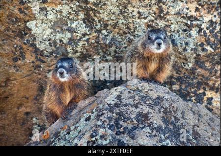 A marmot with its young in Yellowstone National Park, showcasing ...