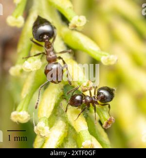 Cherry Acrobat Ant (Crematogaster cerasi) Insecta Stock Photo - Alamy