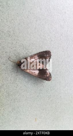 The Sorcerer (Aedia leucomelas) Insecta Stock Photo - Alamy