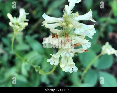 Yellow Beardtongue (Penstemon confertus), Plantae, Central Kootenay, BC ...