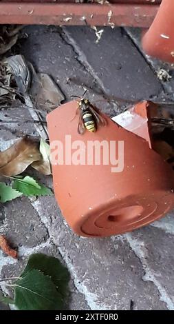Hornet Moth (Sesia apiformis) Insecta Stock Photo - Alamy