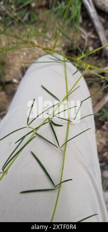 Narrowleaf Indian breadroot (Pediomelum linearifolium) Plantae Stock ...