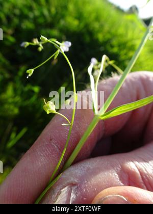 Marsh Speedwell (Veronica scutellata) Plantae Stock Photo - Alamy