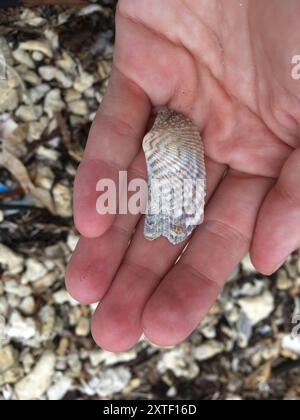 Turkey Wing (Arca zebra) Mollusca Stock Photo - Alamy