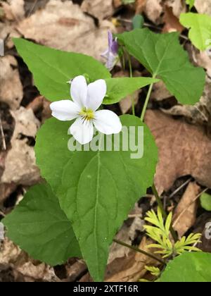 Canada Violet (Viola canadensis) Plantae Stock Photo - Alamy