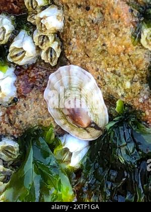 True Limpets (Patellogastropoda) Mollusca Stock Photo - Alamy