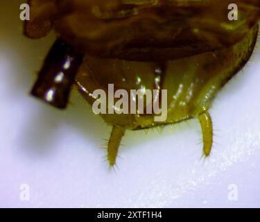 Virginia Wood Cockroach (Parcoblatta virginica) Insecta Stock Photo - Alamy