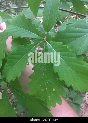 chestnut oak (Quercus montana) Plantae Stock Photo - Alamy