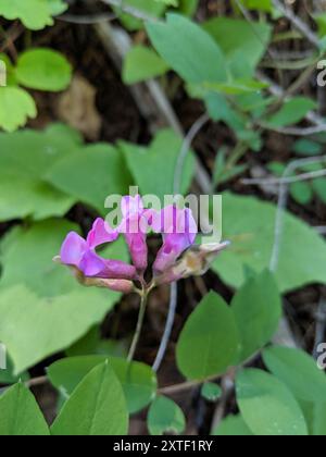 Sierra Nevada Peavine (Lathyrus nevadensis) Plantae Stock Photo - Alamy