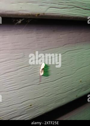 Small Bird-dropping Moth (Ponometia erastrioides) Insecta Stock Photo ...