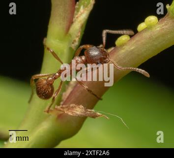 Furrowed Ants (Myrmica) Insecta Stock Photo - Alamy