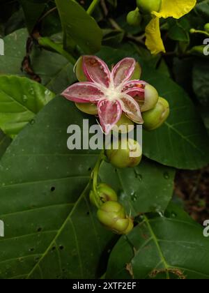 Simpoh Air (Dillenia suffruticosa) Plantae Stock Photo - Alamy