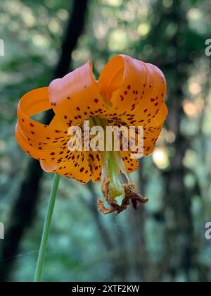 Columbia lily (Lilium columbianum) Plantae Stock Photo - Alamy