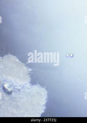 Foetid Parachute (Gymnopus foetidus) Fungi Stock Photo - Alamy