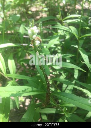 Seneca snakeroot (Polygala senega) Plantae Stock Photo - Alamy
