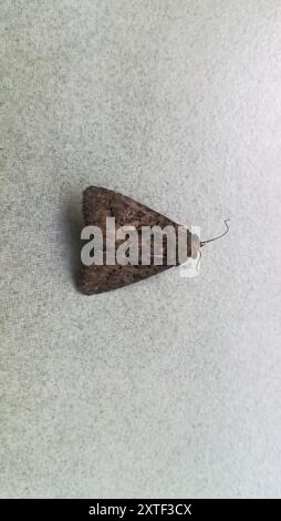 The Sorcerer (Aedia leucomelas) Insecta Stock Photo - Alamy