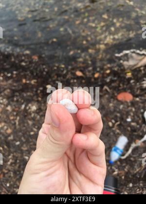 Coffee Bean Snail (Melampus coffea) Mollusca Stock Photo - Alamy