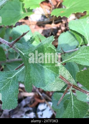 green hawthorn (Crataegus viridis), Plantae, Vidalia, LA, US Stock ...