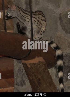 Northern Small-spotted Genet (Genetta genetta Stock Photo - Alamy