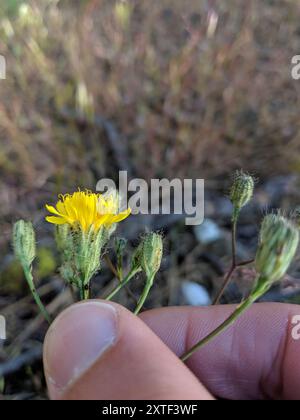 western hawkweed (Hieracium scouleri), Plantae, Copper Mtn Willis FSR ...