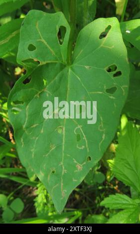 large bindweed (Calystegia silvatica) Plantae Stock Photo - Alamy