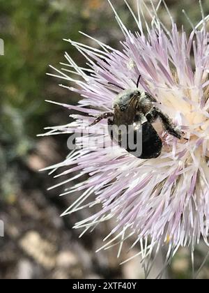 Common Digger Bees (Anthophora) Insecta Stock Photo - Alamy