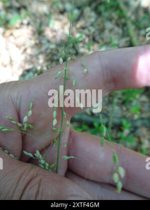 Wood Millet (Milium effusum) Plantae Stock Photo - Alamy