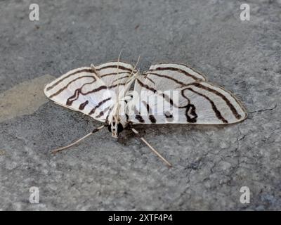 Zebra Conchylodes Moth (Conchylodes ovulalis) Insecta Stock Photo - Alamy