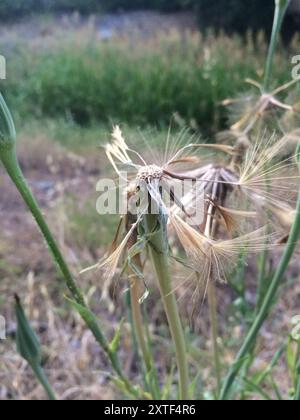 chicories, dandelions, and allies (Cichorioideae) Plantae Stock Photo ...