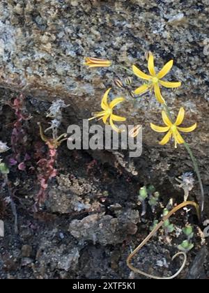 goldenstar (Bloomeria crocea) Plantae Stock Photo - Alamy