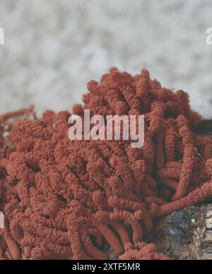 (Arcyria major) Protozoa Stock Photo - Alamy