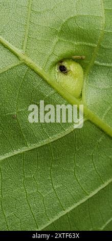 Phylloxeras (Phylloxera) Insecta Stock Photo - Alamy