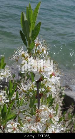 sand cherry (Prunus pumila) Plantae Stock Photo - Alamy