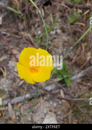 Tufted Poppy (Eschscholzia caespitosa) Plantae Stock Photo - Alamy