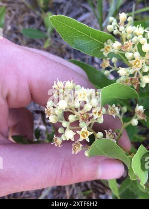 Gopher apple (Geobalanus oblongifolius) Plantae Stock Photo - Alamy