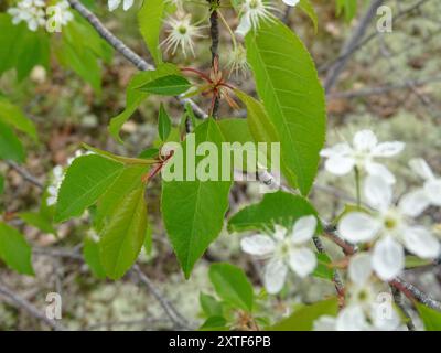 fire cherry (Prunus pensylvanica) Plantae Stock Photo - Alamy