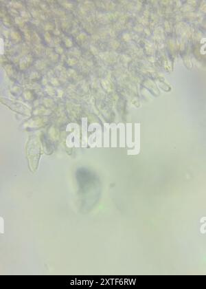 Dripping Bonnet (Roridomyces roridus), Fungi, Hangzhou, CN-ZJ, CN Stock ...