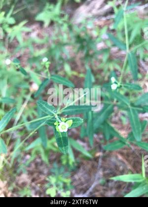False Flowering Spurge (Euphorbia pubentissima) Plantae Stock Photo - Alamy
