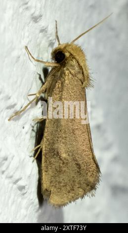 Grass Tubeworm Moths (Acrolophus) Insecta Stock Photo - Alamy