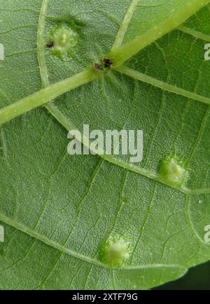 (Phylloxera caryaesemen) Insecta Stock Photo - Alamy