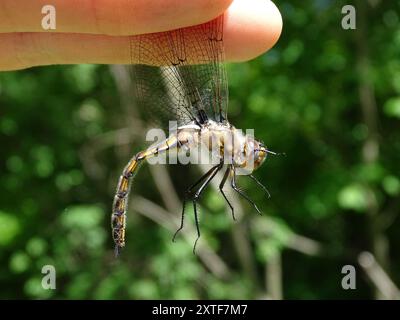Beaverpond Baskettail (Epitheca canis) Insecta Stock Photo - Alamy