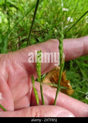 crested dogtail grass (Cynosurus cristatus) Plantae Stock Photo - Alamy