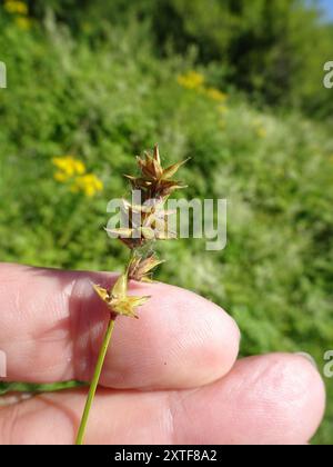 Spiked Sedge (Carex spicata), Plantae, Заречный, Пензенская обл ...