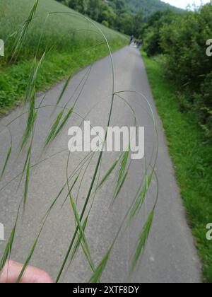 Barren Brome (Bromus sterilis) Plantae Stock Photo - Alamy