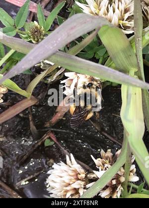 Two-form Bumble Bee Complex (Bombus bifarius) Insecta Stock Photo - Alamy