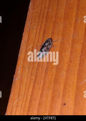 Achilid Planthoppers (Achilidae) Insecta Stock Photo - Alamy