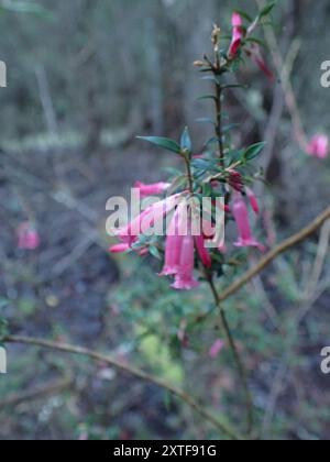 Common Heath (Epacris impressa) Plantae Stock Photo - Alamy