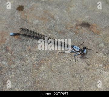 Powdered Dancer (Argia moesta) Insecta Stock Photo - Alamy